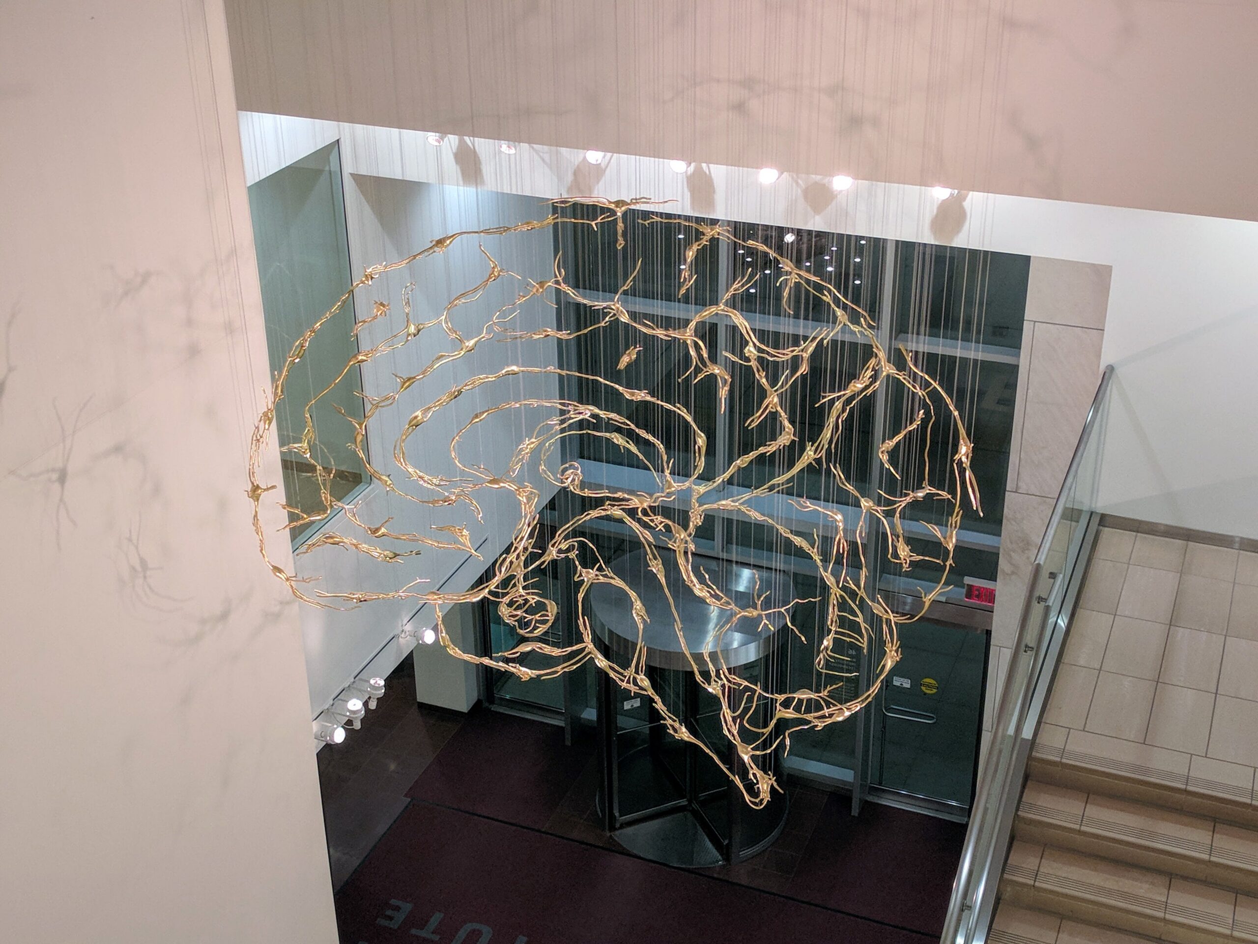 Design Logic Explains Neural Wiring Better than Darwinism | Science and ...