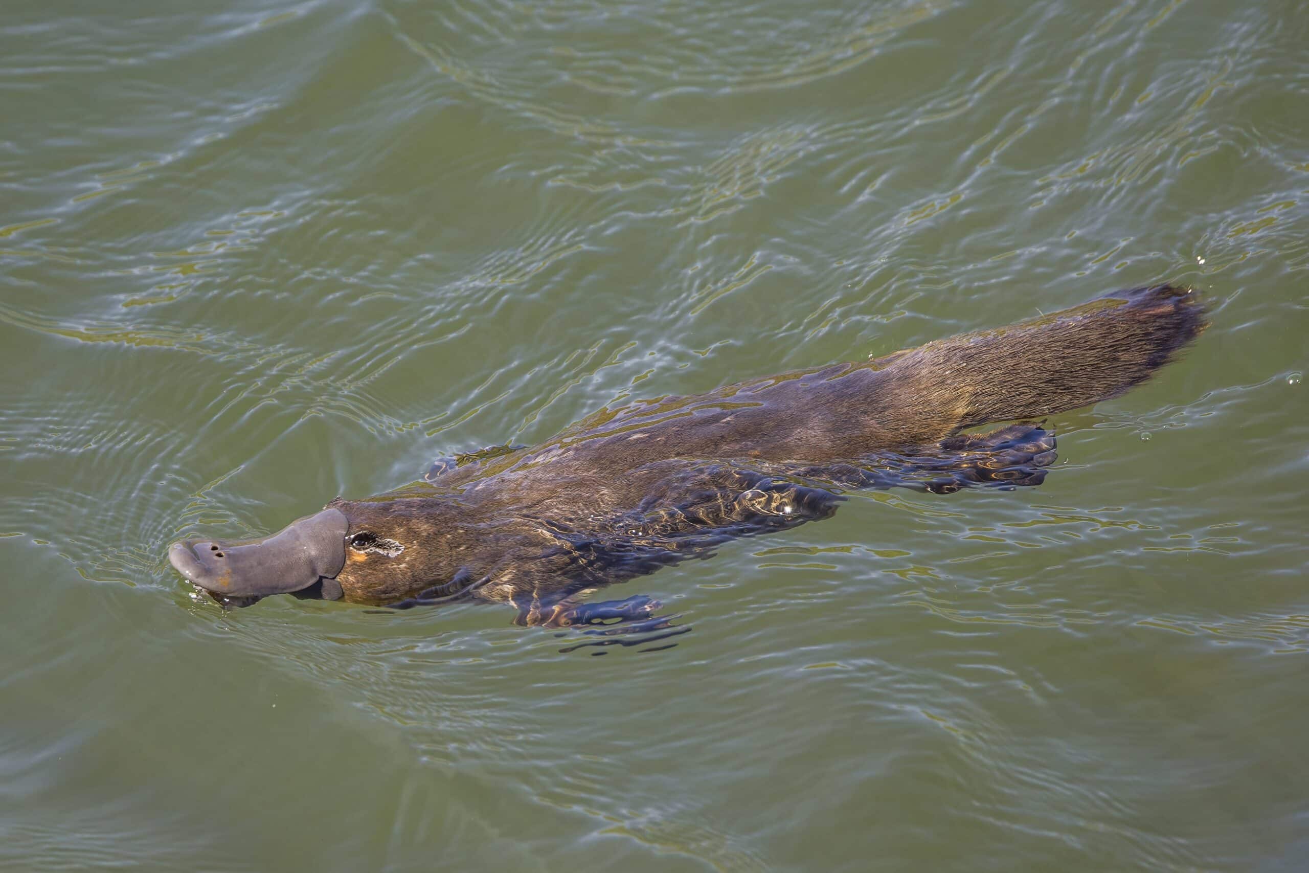 The Evolutionary Mystery of the Platypus | Science and Culture Today